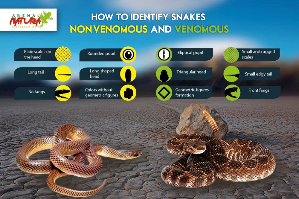 Snakes From Costa Rica, How To Identify The Poisonous? | Natura Eco ...