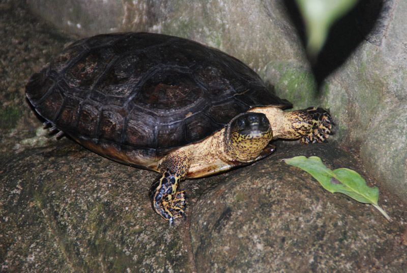 Attractions | Natura Park Costa Rica